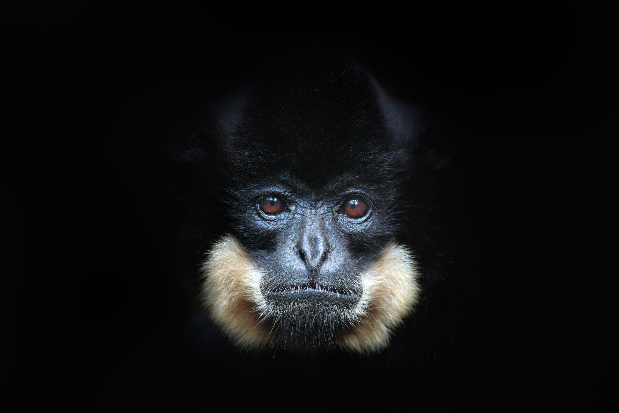 Treat people like animals - Maverick Paradox Magazine